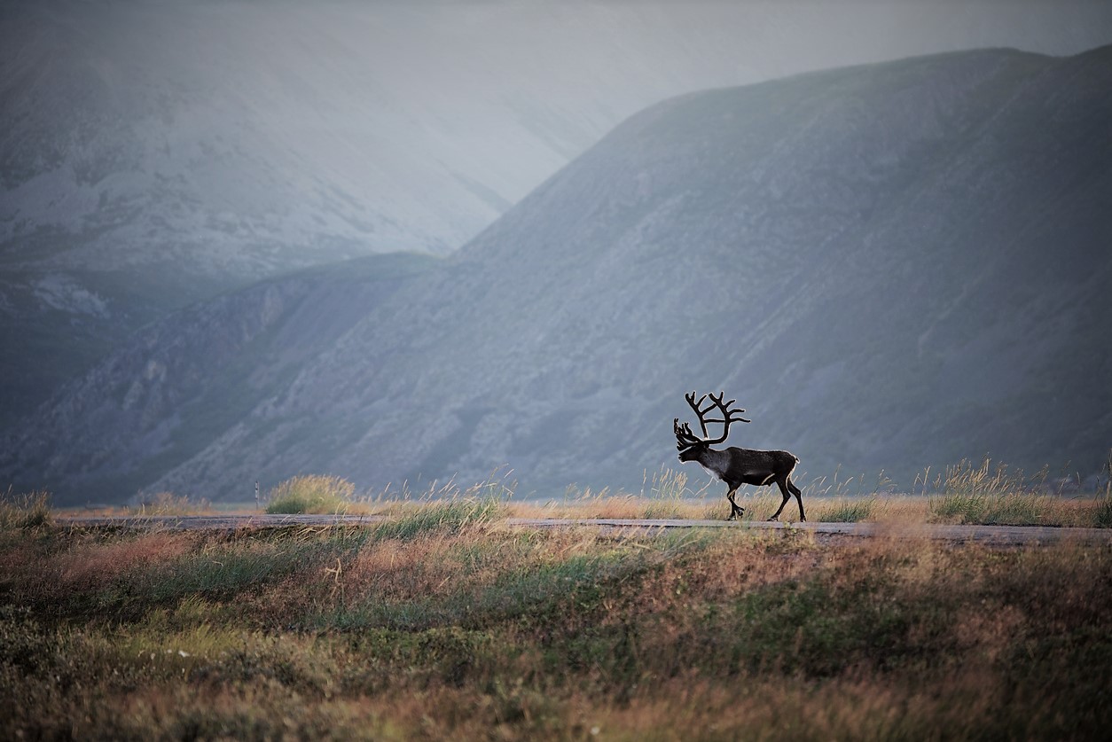 Uniting Indigenous Knowledge and Science for B.C. Caribou
